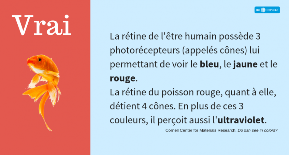 Le poisson rouge : démêlez le vrai du faux | ICI Explora
