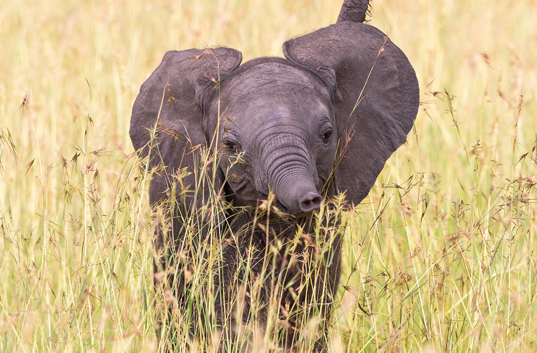 13 bébés adorables du monde animal | ICI Explora