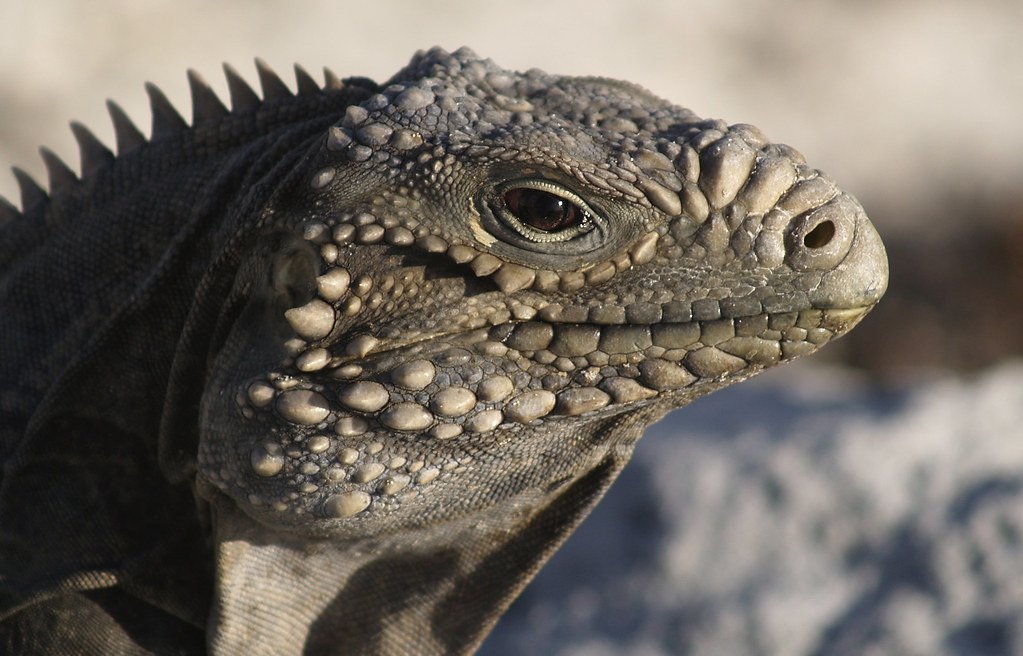 Cuba, un paradis pour la vie sauvage | ICI Explora