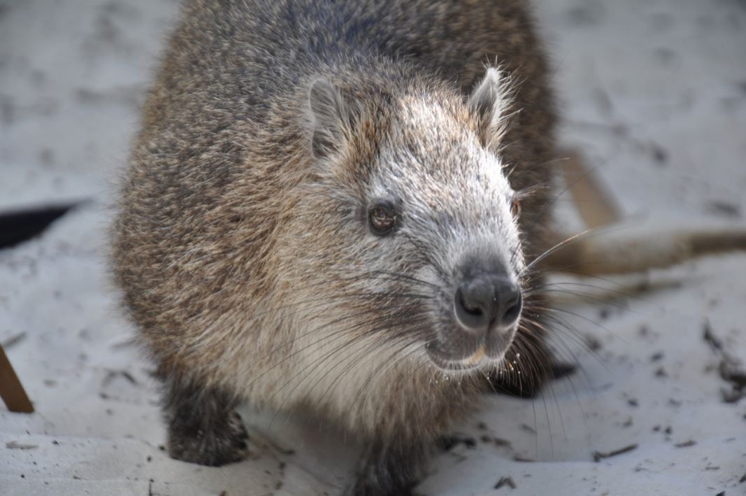 Cuba, un paradis pour la vie sauvage | ICI Explora
