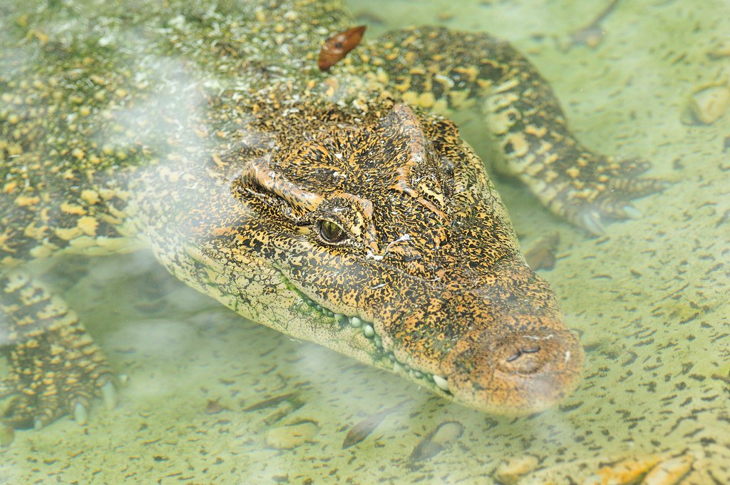 Cuba, un paradis pour la vie sauvage | ICI Explora