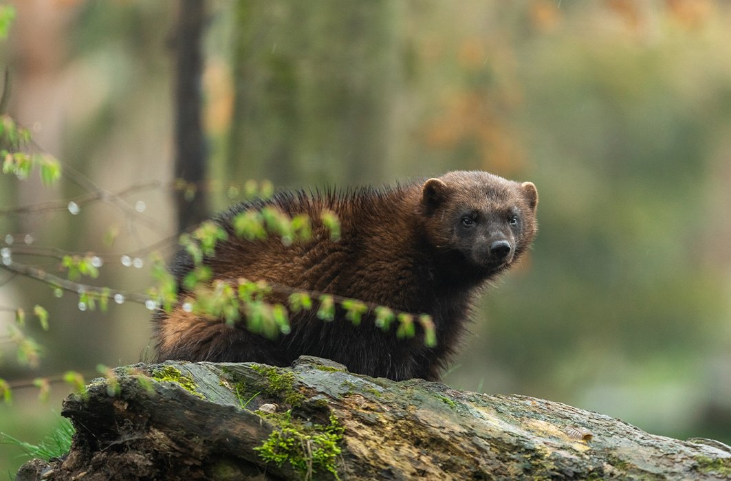 Voyages en terres du Nord : la faune majestueuse de la Laponie | ICI ...