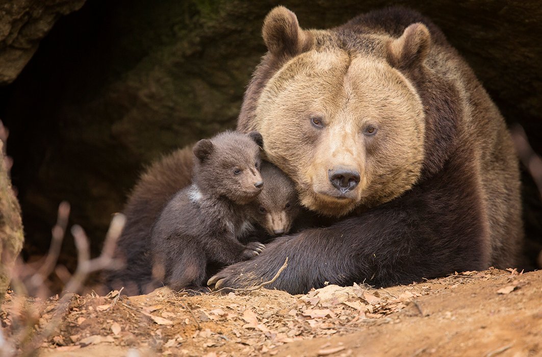 Le monde des bébés animaux en 15 photos | ICI Explora