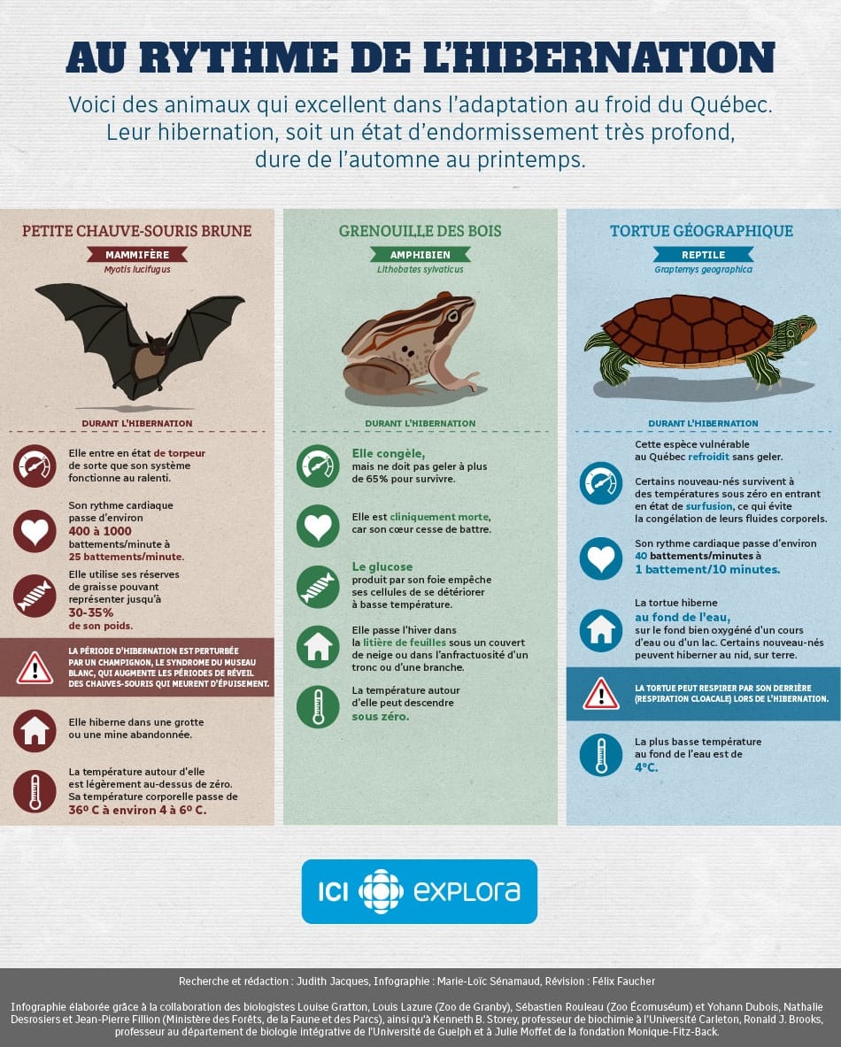 Au rythme de l'hibernation | ICI Explora