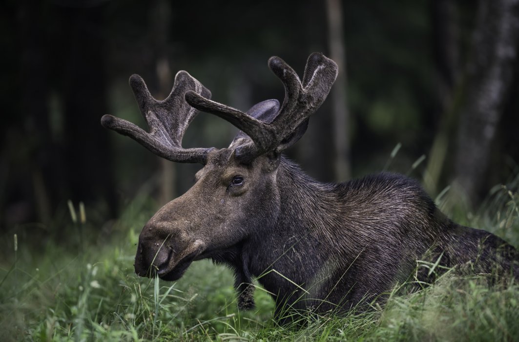 État des lieux des espèces sauvages du Québec | ICI Explora