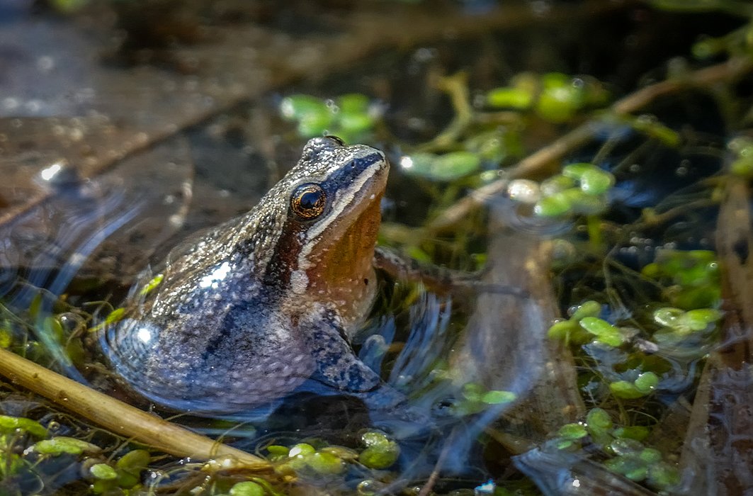 La rainette faux-grillon : petite espèce, grande importance | ICI Explora