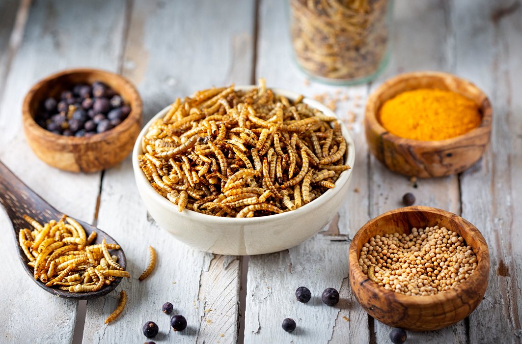 La farine d’insectes pour une alimentation plus écologique? | ICI Explora