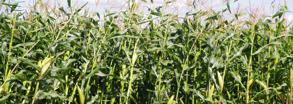 L'évolution avant les OGM | ICI Explora