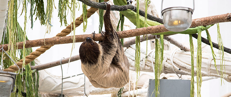 Pour mieux connaître les paresseux | ICI Explora