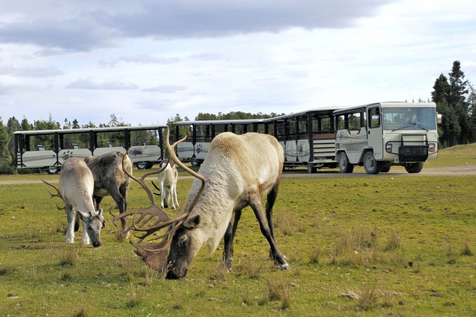 Les défis d'un zoo sans barreaux | ICI Explora