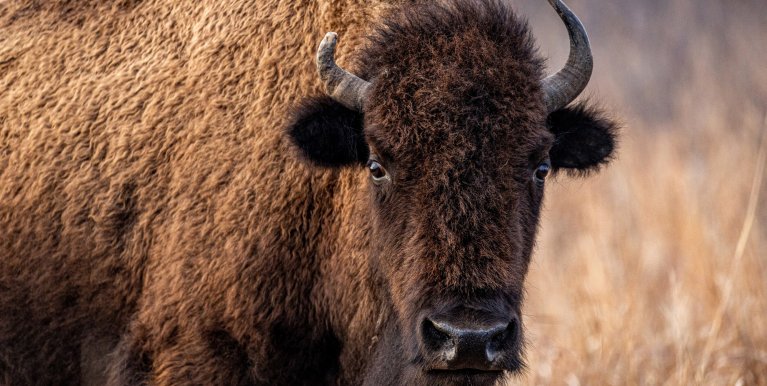 Quiz | La faune canadienne en 10 questions | ICI Explora