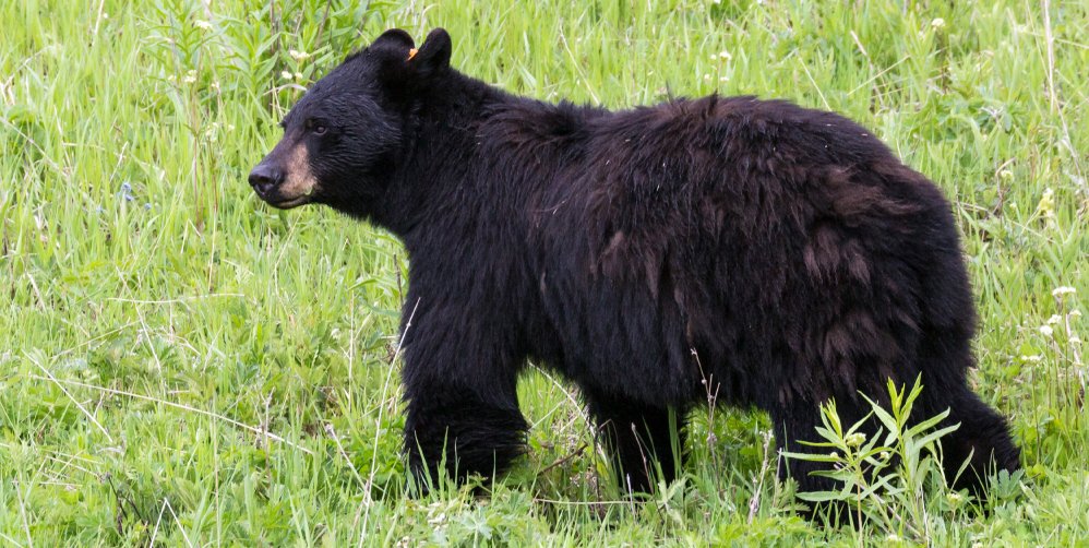 La faune canadienne en 10 questions | Les quiz d’ICI Explora | ICI Explora