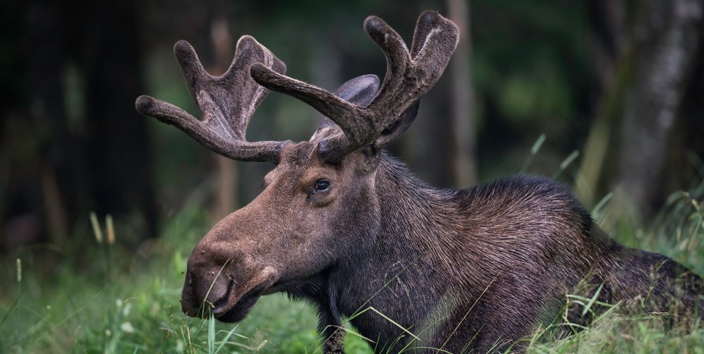 La faune canadienne en 10 questions | Les quiz d’ICI Explora | ICI Explora