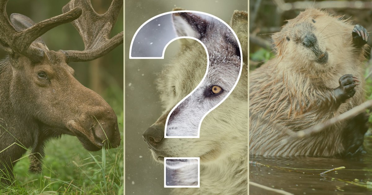 Quiz | La faune canadienne en 10 questions | ICI Explora