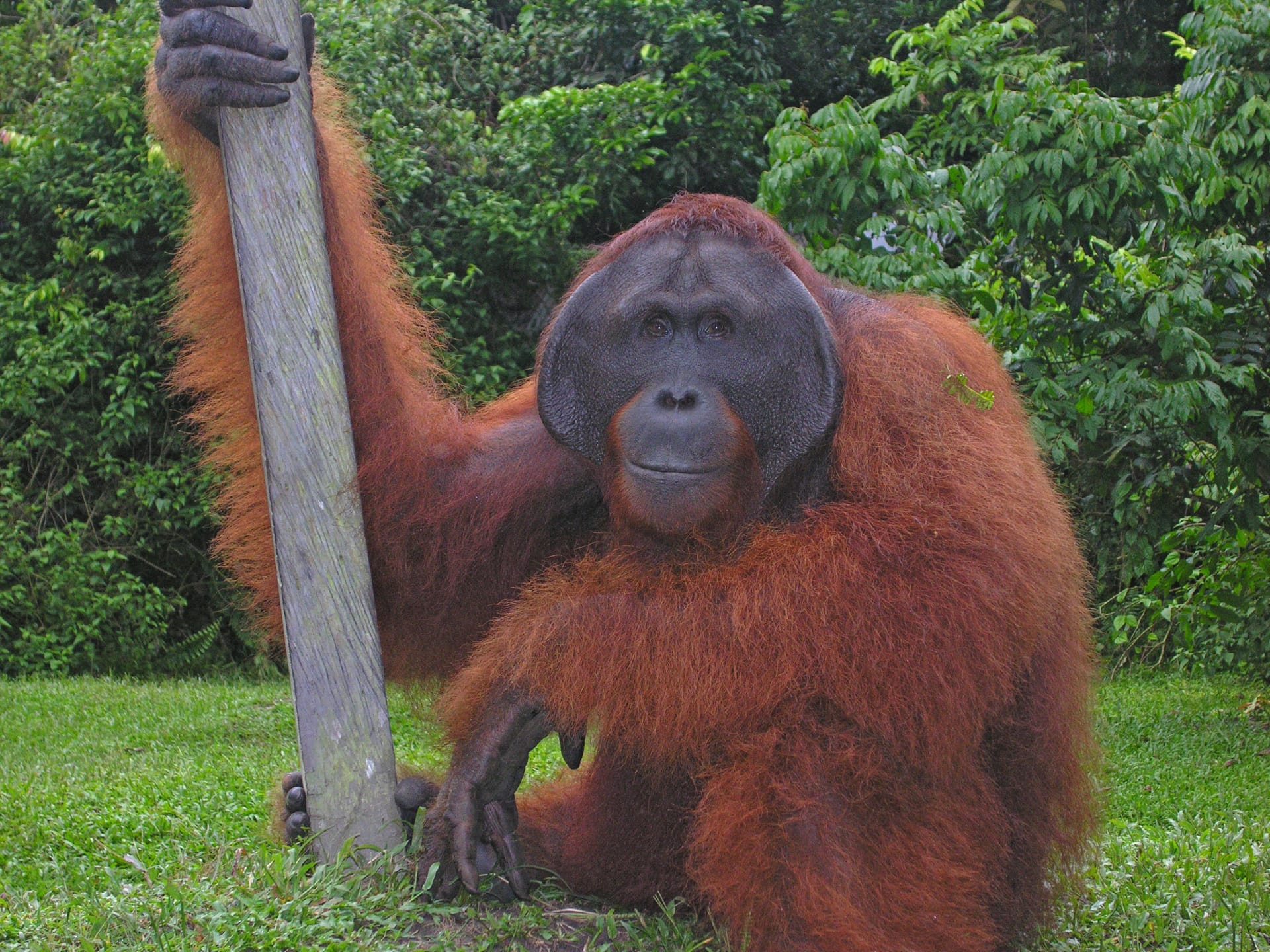UNE VIE POUR LES ORANGS-OUTANS | ICI Explora