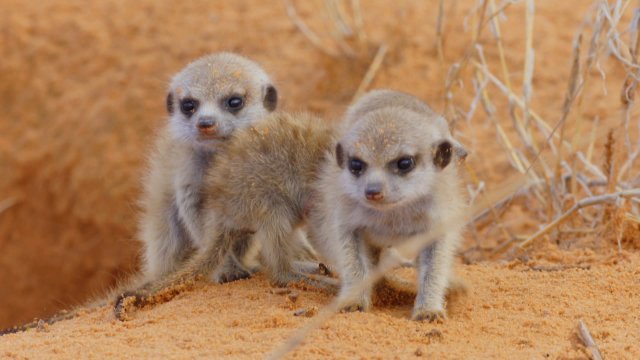 Les bébés suricates | ICI Explora